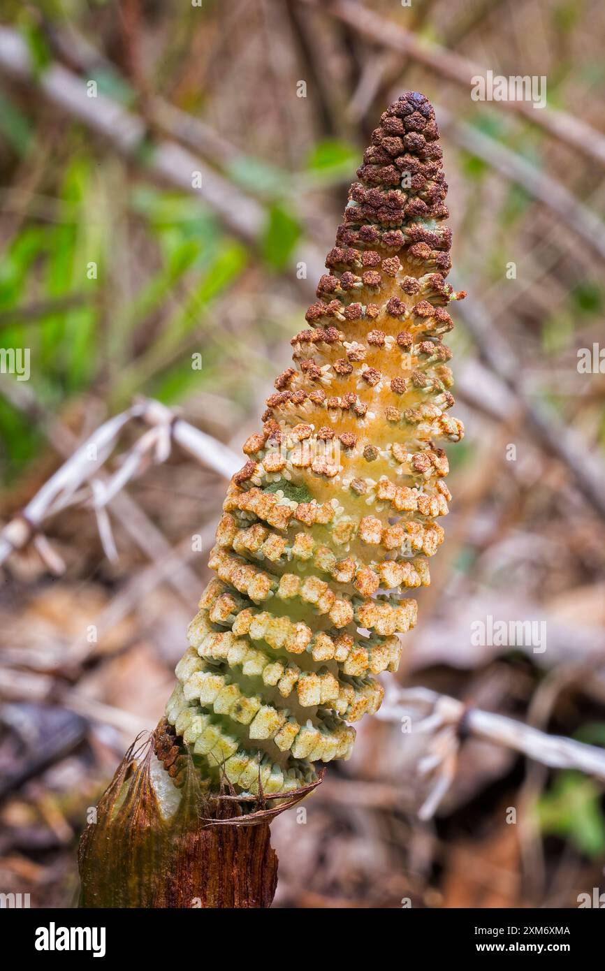 Great horsetail (Equisetum telmateia), Equisetaceae. Herbaceous fern ...