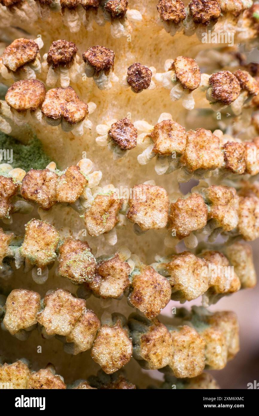 Great horsetail (Equisetum telmateia), Equisetaceae. Herbaceous fern ...