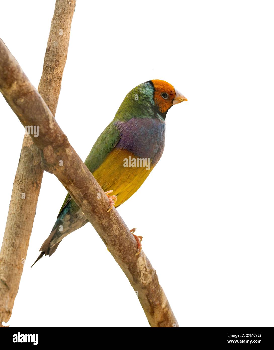 A isolated Gouldian Finch (Erythrura gouldiae or Chloebia gouldiae) is ...