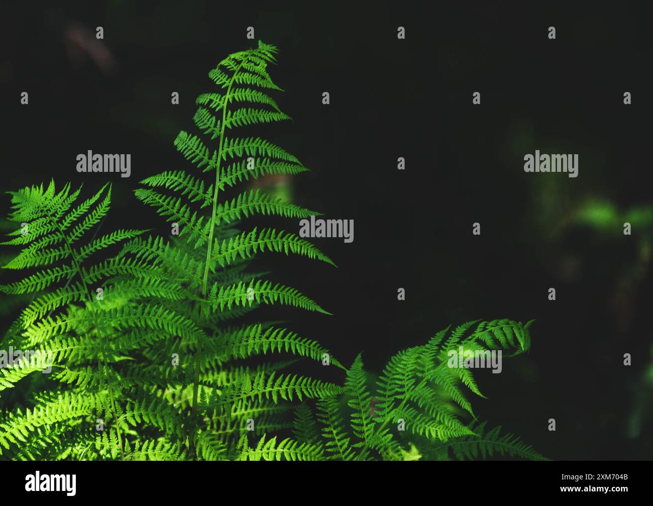 Tropical wall prints hi-res stock photography and images - Alamy