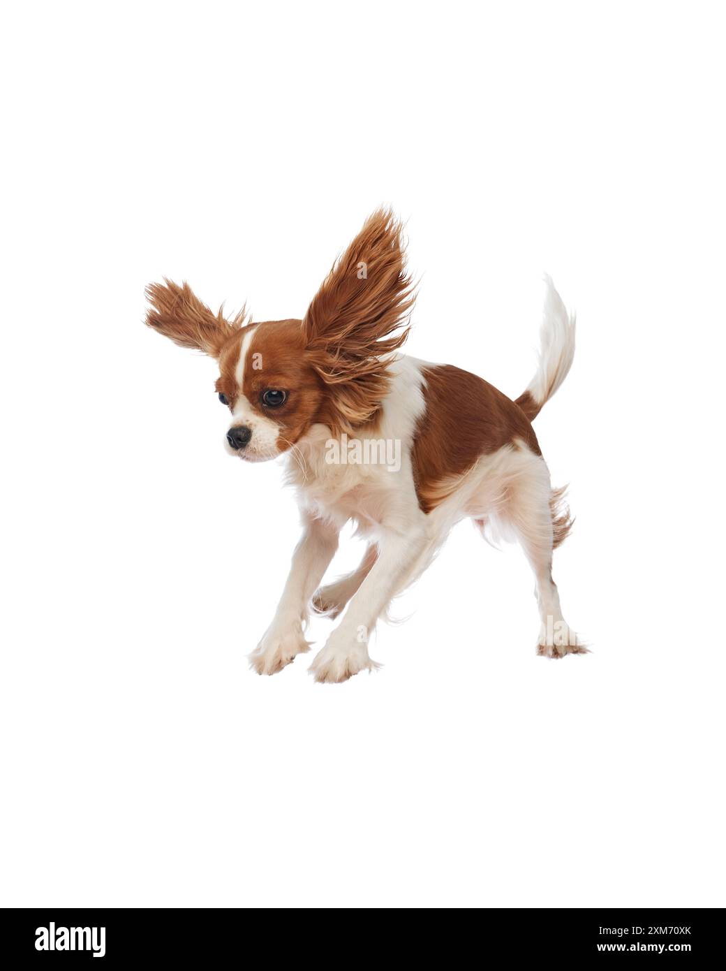 Adorable little purebred dog, Cavalier King Charles Spaniel in motion ...