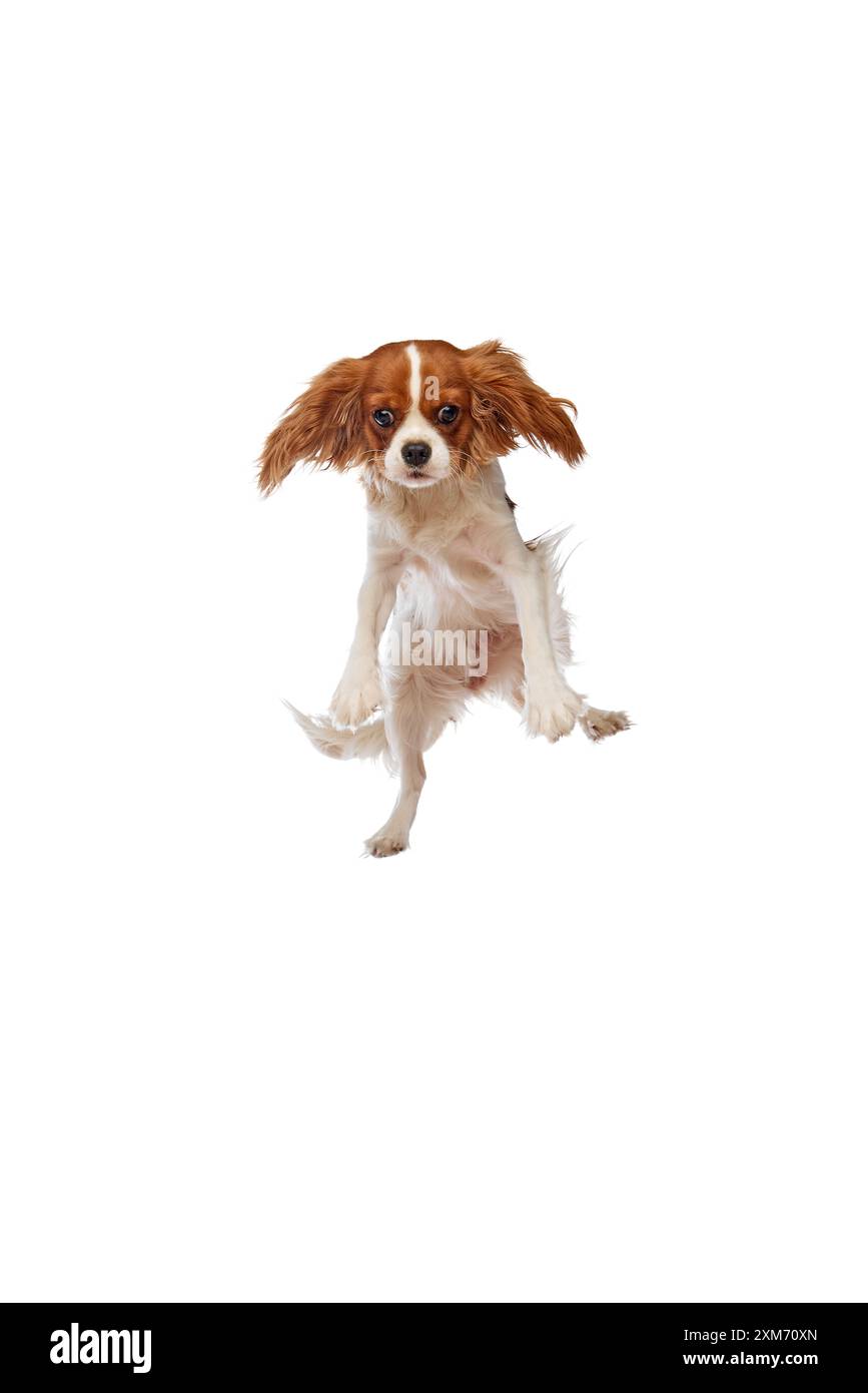Funny muzzle. Beautiful little purebred dog, Cavalier King Charles ...