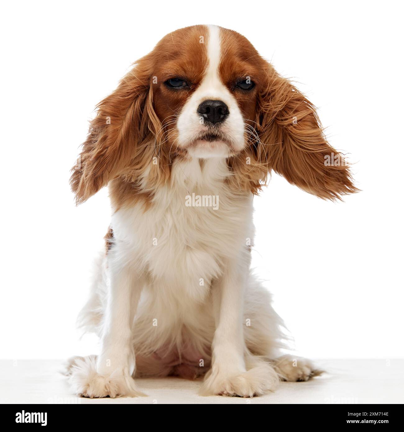 Beautiful, adorable purebred dog, Cavalier King Charles Spaniel sitting ...