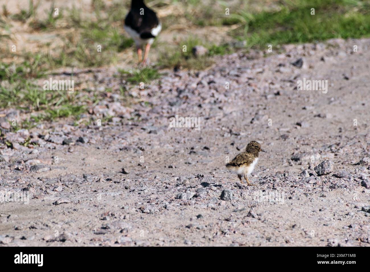 Tiny Bird Chick Walking on Gravel Path with Mother Bird Watching Stock ...