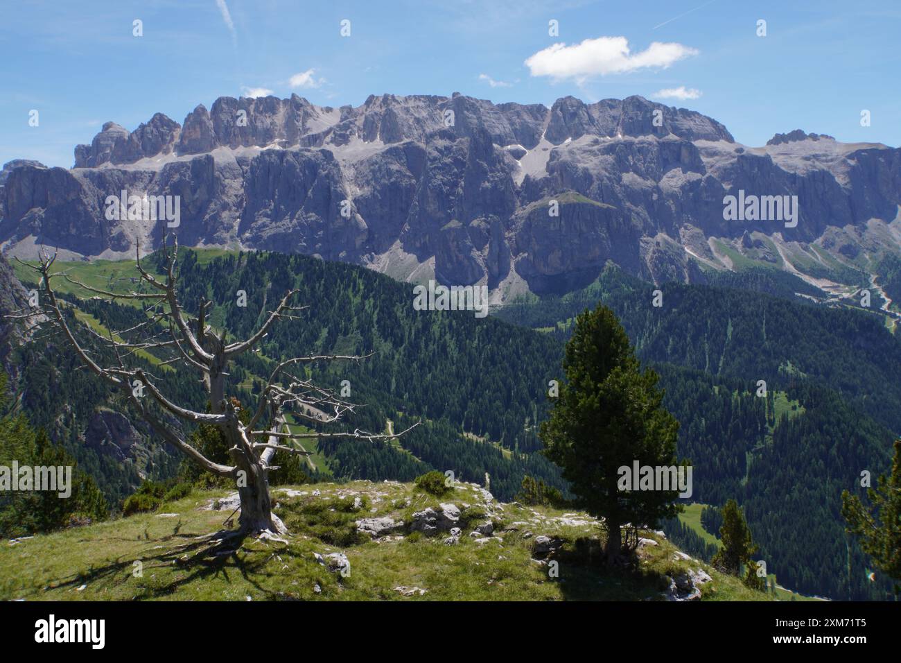 Old tree in front of the Sella Group in the Dolomites, Italian Alps ...