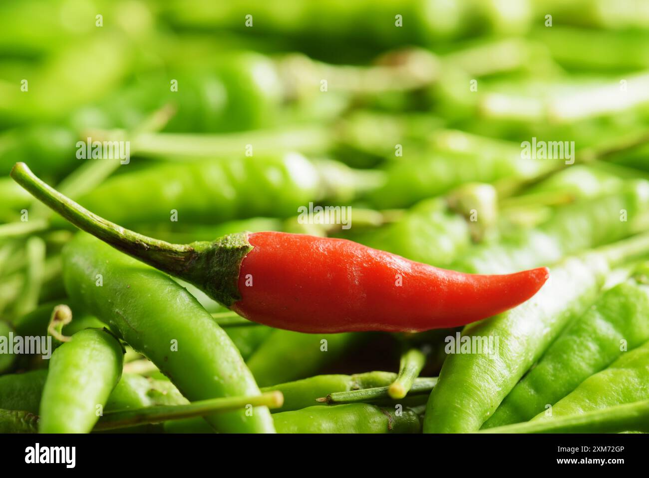 One fresh red hot chili hi-res stock photography and images - Alamy