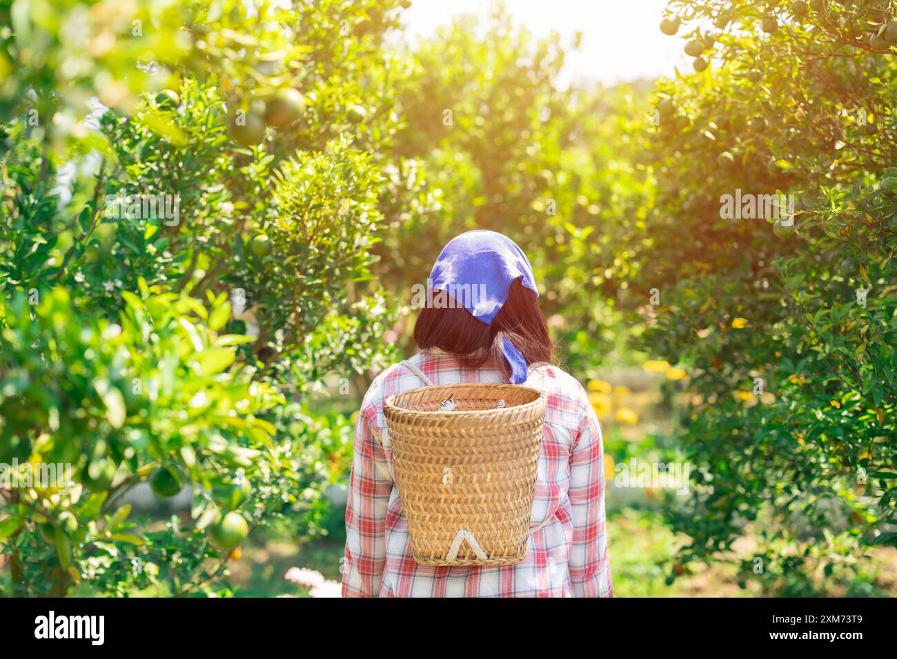 back view worker in orange farm. countryside people working harvest in ...