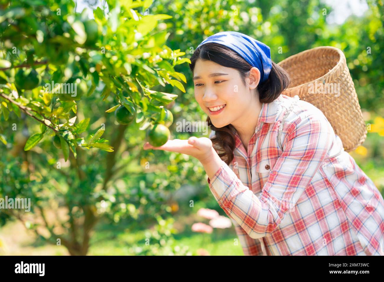 happy women in orange farm. countryside asian female working in organic ...