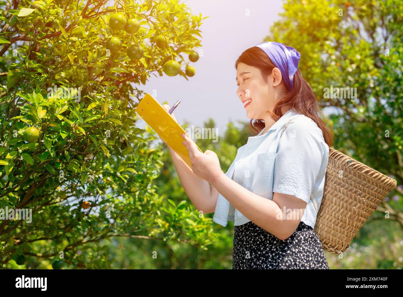young women plant scientist work in orange farm. female working collect ...