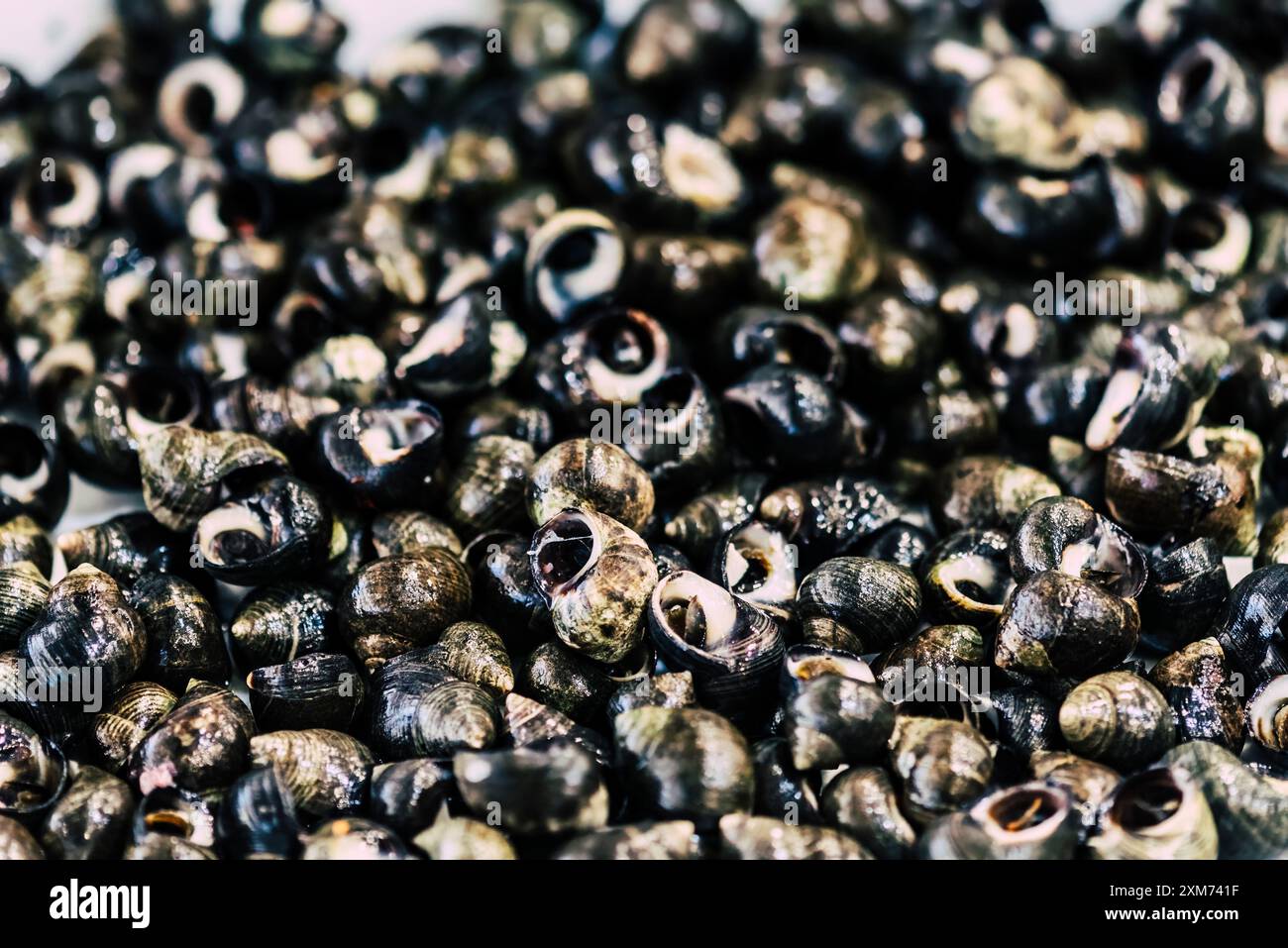 Pile of snail shells hi-res stock photography and images - Alamy