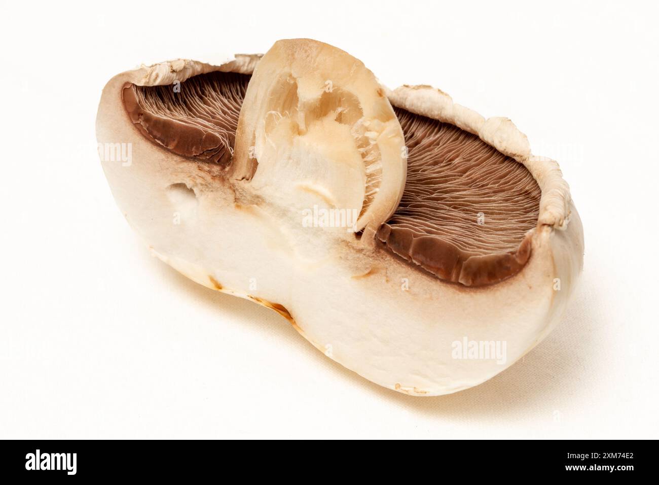 close up of half large Agaricus bisporus (button mushroom Stock Photo ...