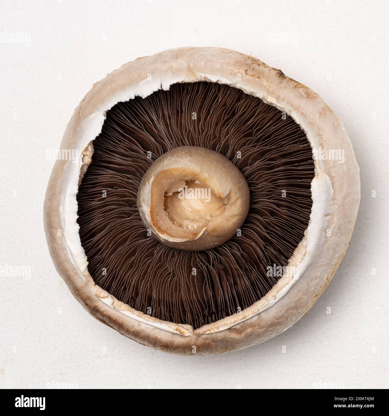 Button mushroom hi-res stock photography and images - Alamy
