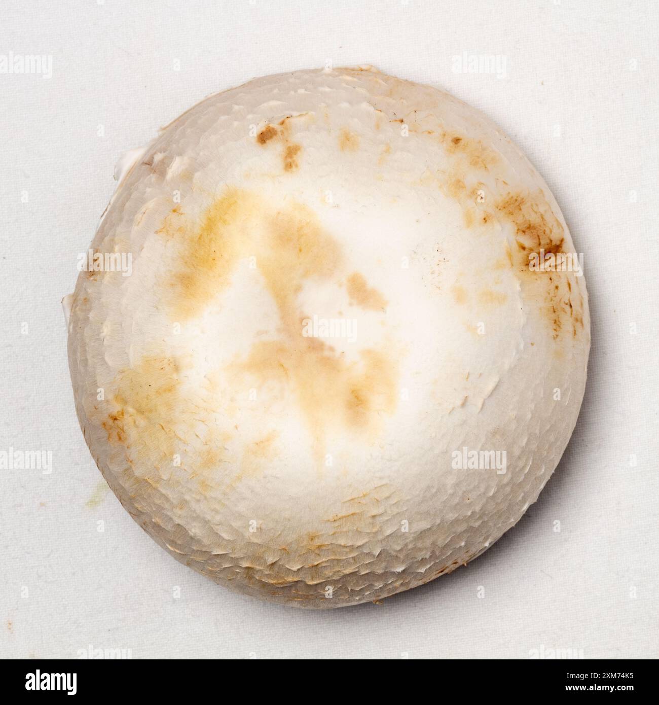 cap of large Agaricus bisporus (button mushroom Stock Photo - Alamy