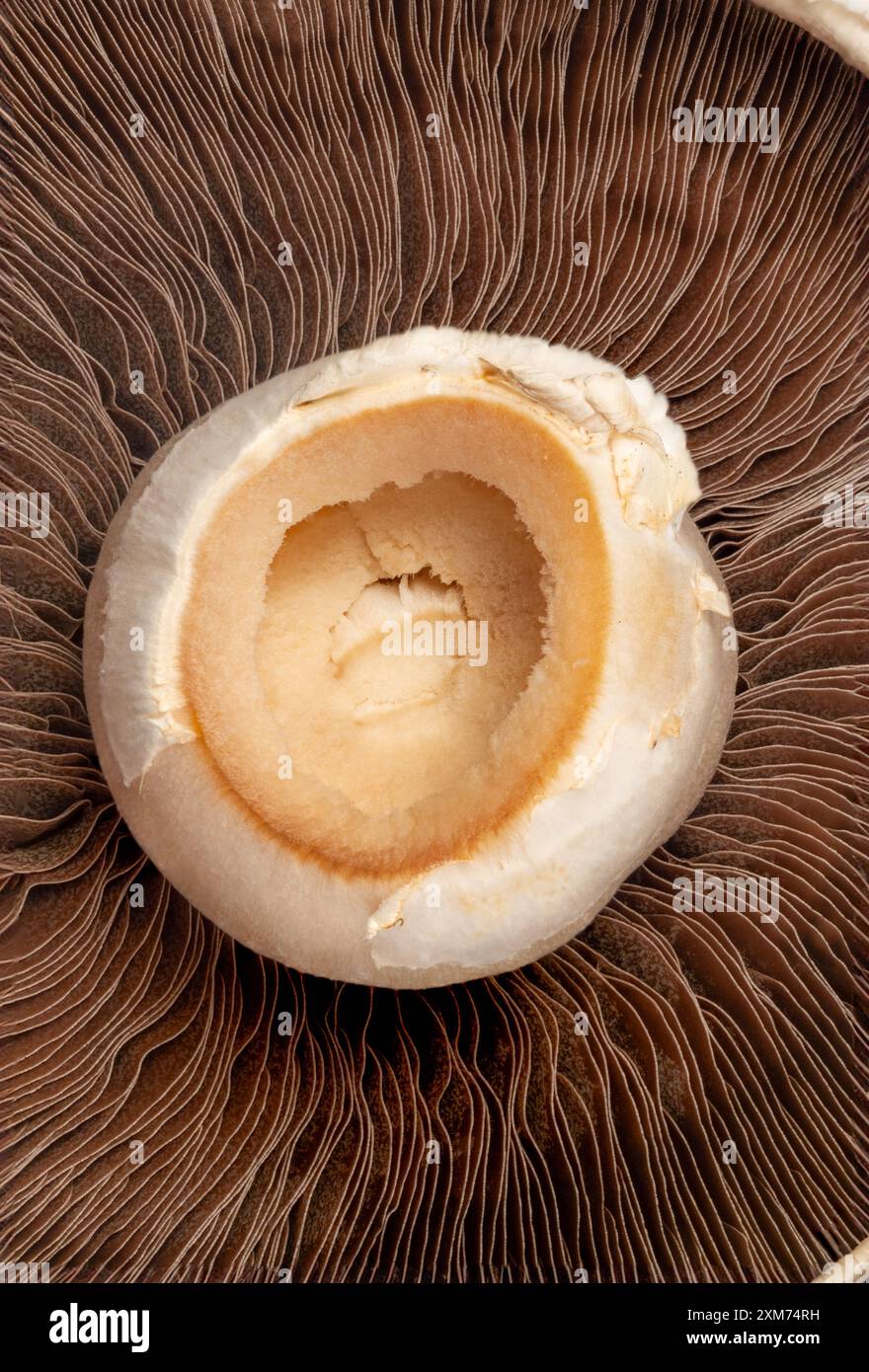 close up of underside of edible mushroom (Agaricus bisporus Stock Photo ...