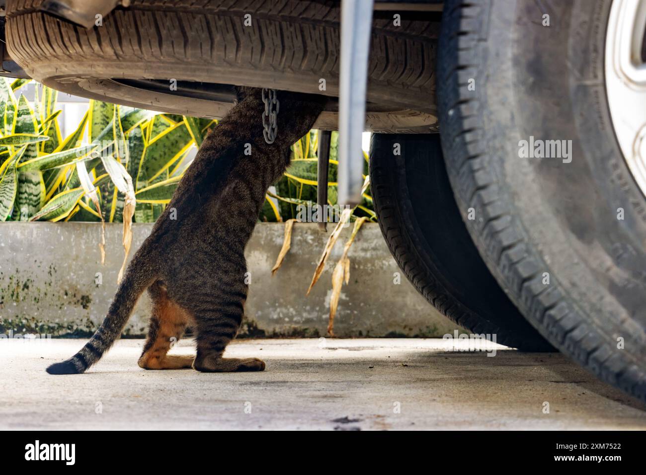 The cat looks at the wheel under the chassis of the car Stock Photo - Alamy
