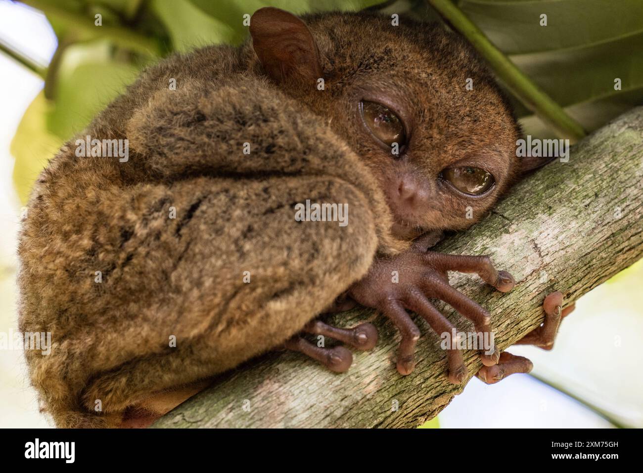 Philippine tarsier (Carlito syrichta) relaxing on a tree at the Bohol ...