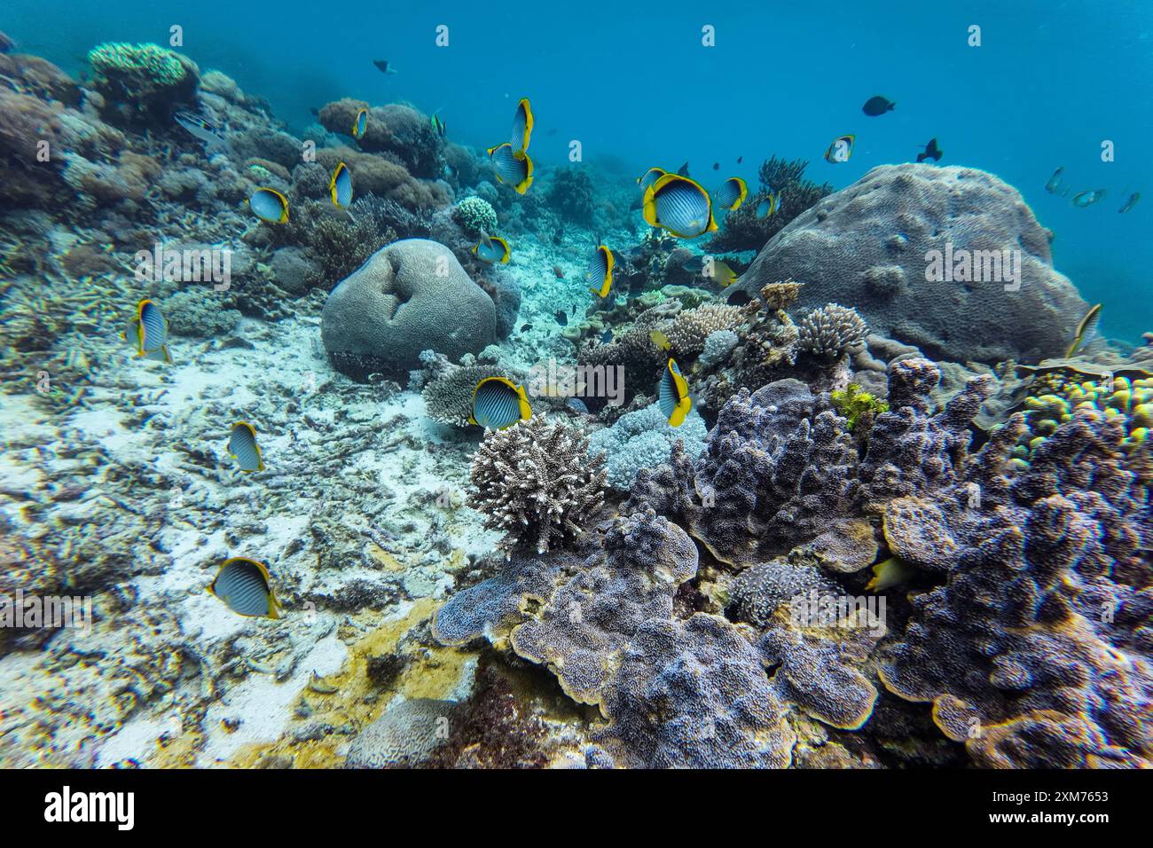 Underwater photo of colorful corals and fish off Pink Beach on Komodo ...
