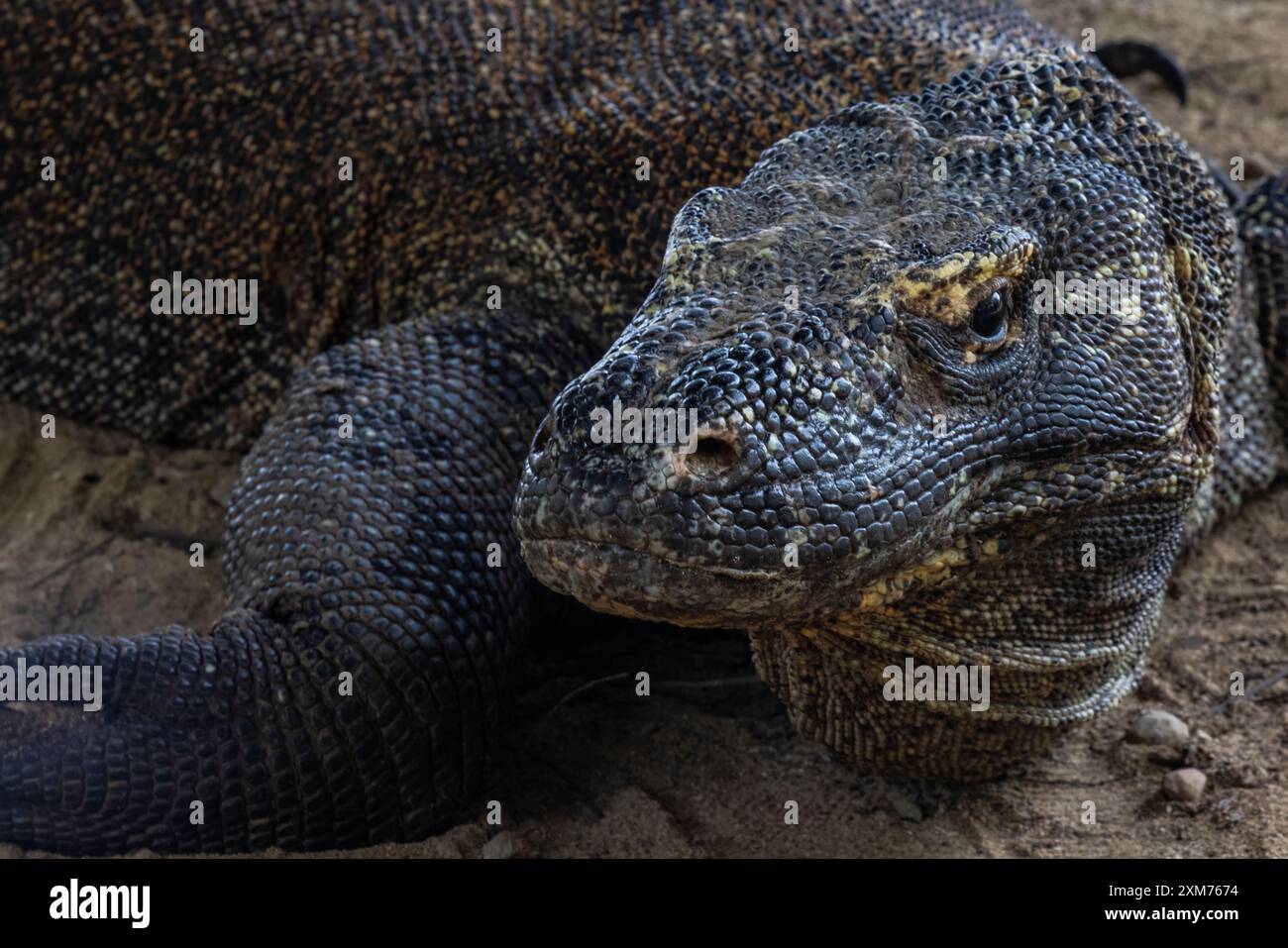 Head of a Komodo dragon (Varanus komodoensis) in Komodo National Park ...