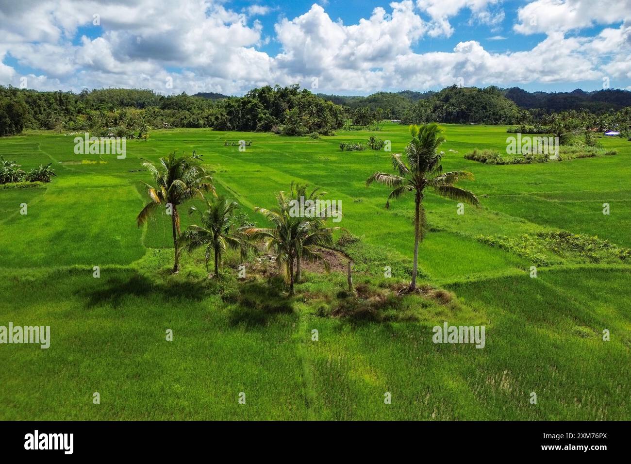 Aerial photographs of coconut trees in rice fields, near Carmen, Bohol ...