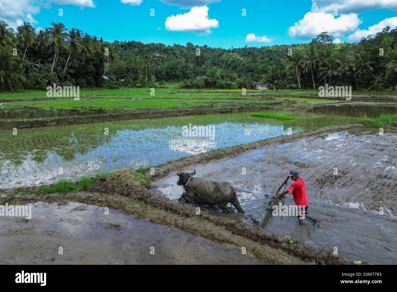 Aerial farmer plowing rice paddy hi-res stock photography and images ...