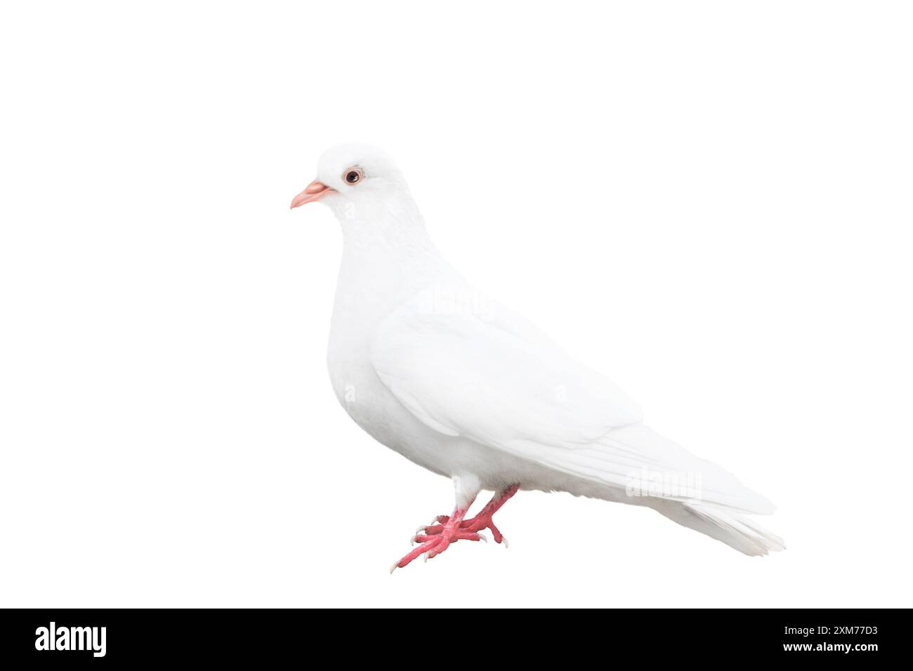 white dove stands isolated on white Stock Photo - Alamy