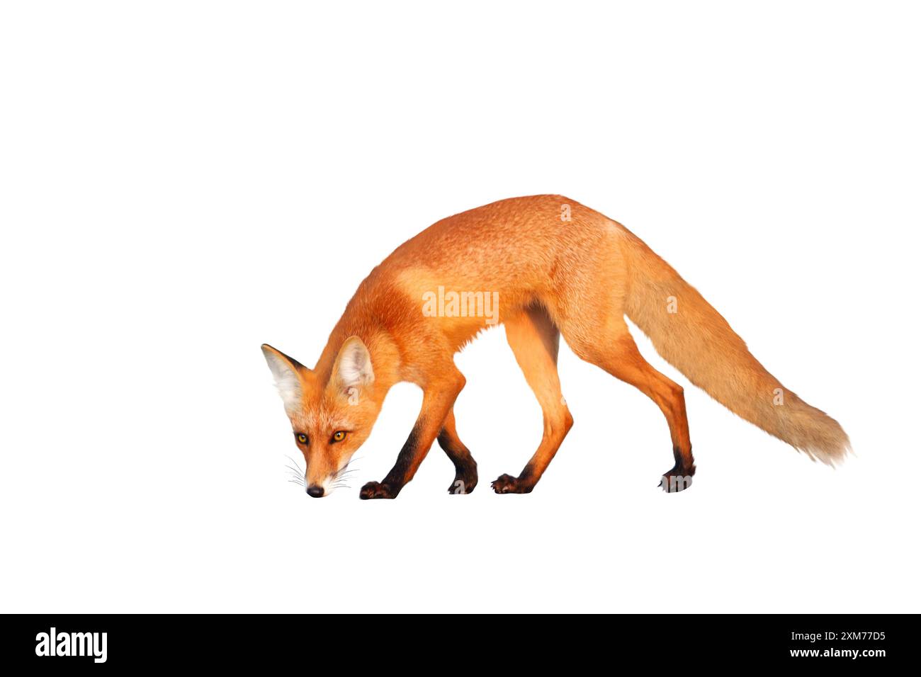 fox sniffing isolated on white Stock Photo - Alamy