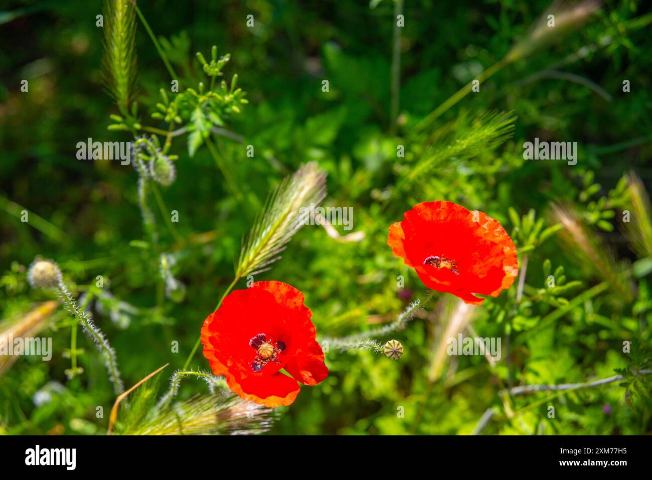 Poppy red fondo hi-res stock photography and images - Alamy
