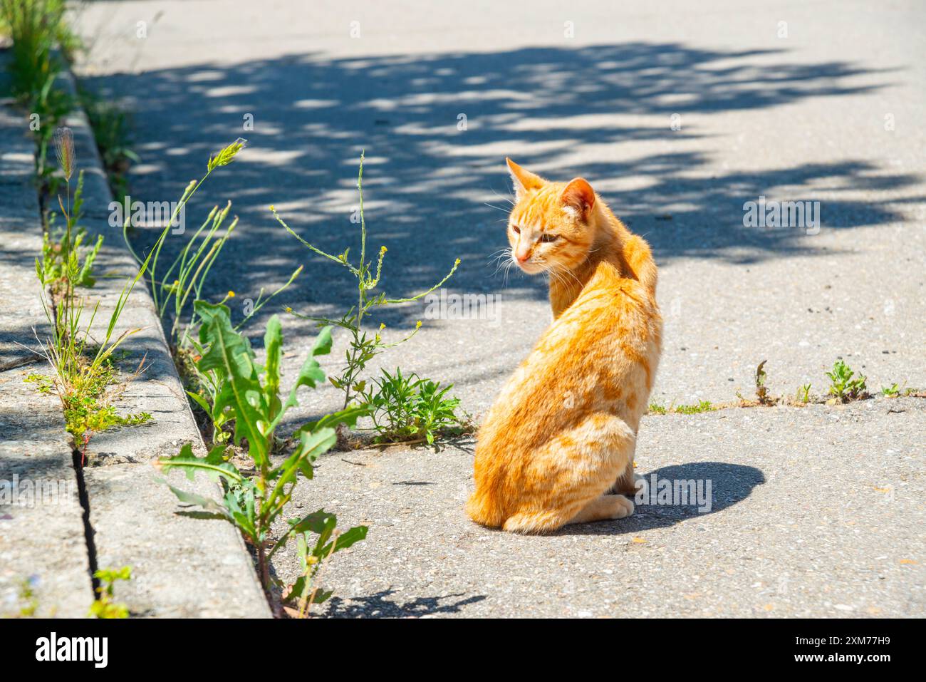 Orange tabby cat Stock Photo - Alamy