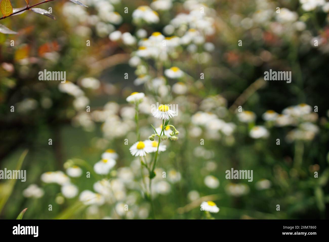 White and Yellow Circular Flowers Set Against Greenery Stock Photo - Alamy