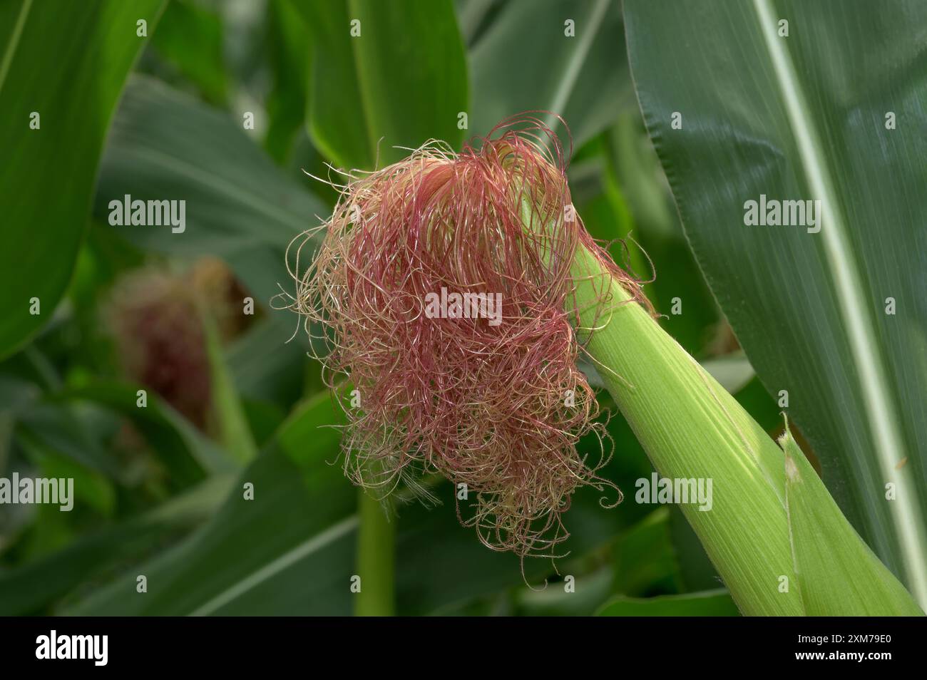 Corn silk or Maize Silk on Corncob,Rhineland;Germany Stock Photo - Alamy