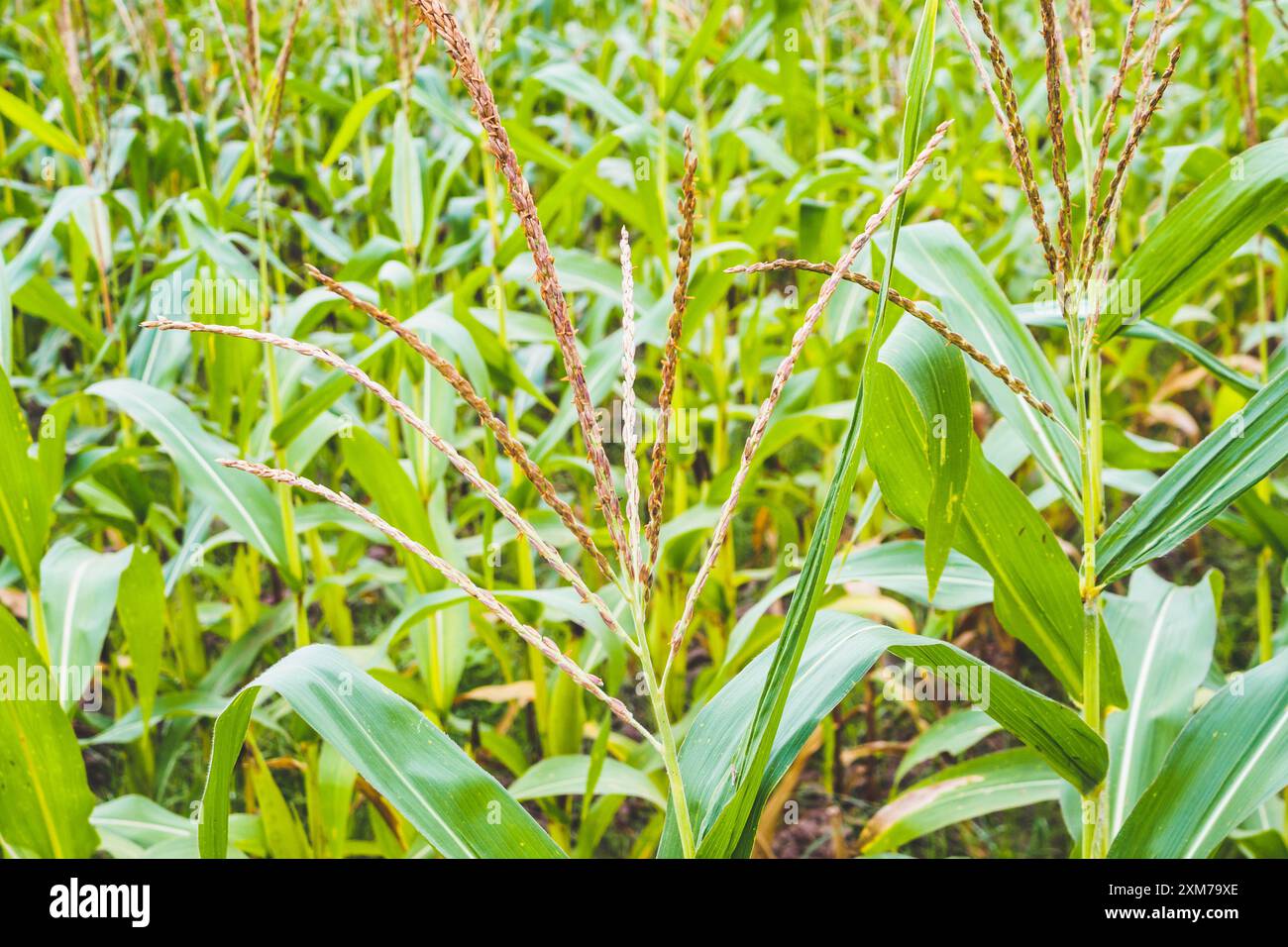 Corn plant with green leaves growth in agriculture field outdoor Stock ...