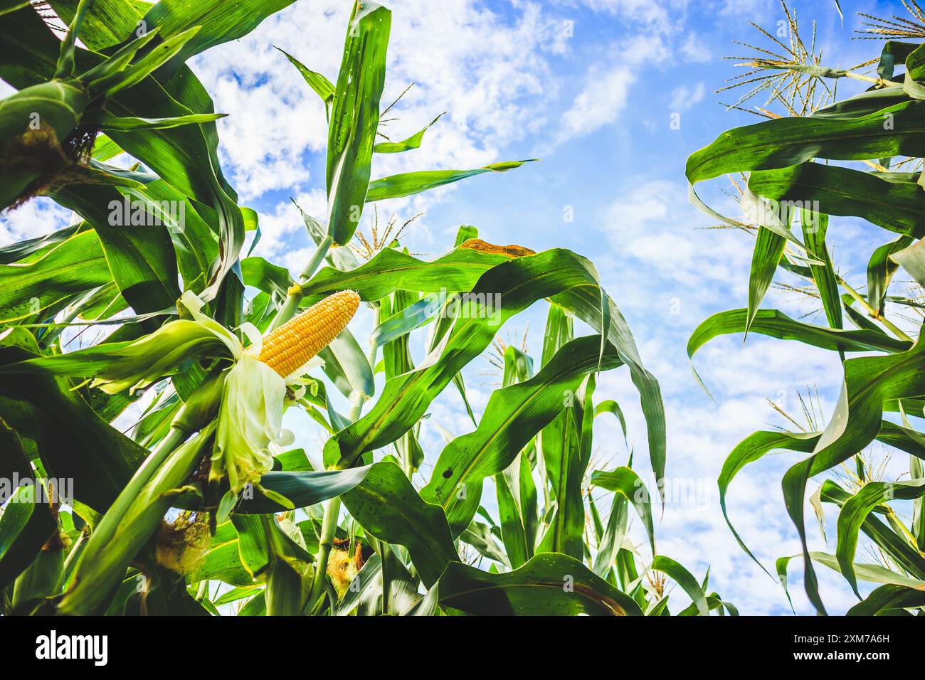 Corn cob growth in agriculture field outdoor with clouds and blue sky ...