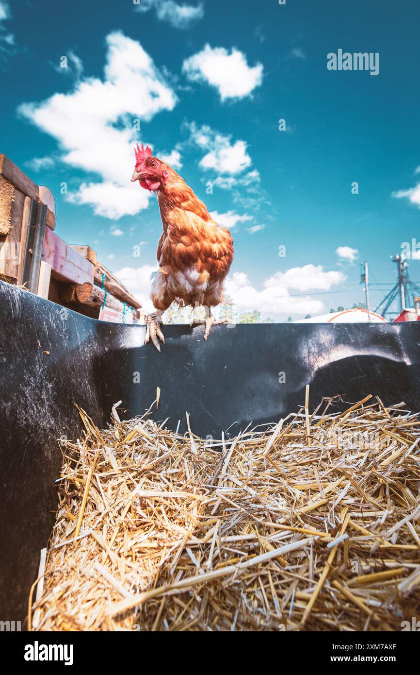 A brown chicken stands ontop a wheelbarrow of staw against a blue ...