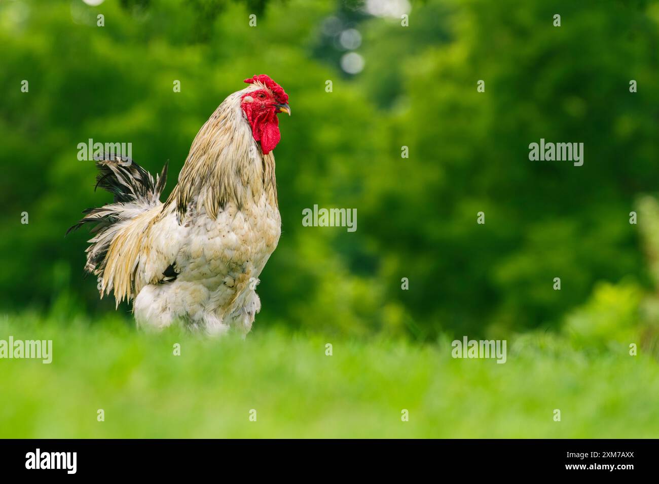 Portrait of a Wyandotte Chicken standing tall in lush grassy field ...