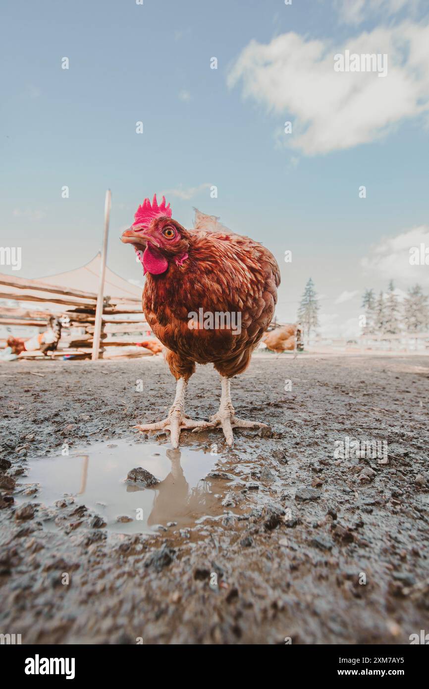 A brown chicken walks in a muddy farm field during a warm summer day ...