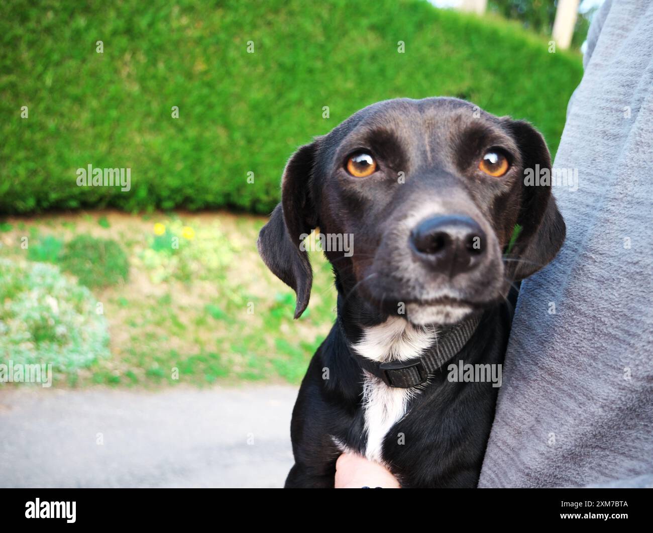 An adorable black labrador in his master's arms Stock Photo - Alamy