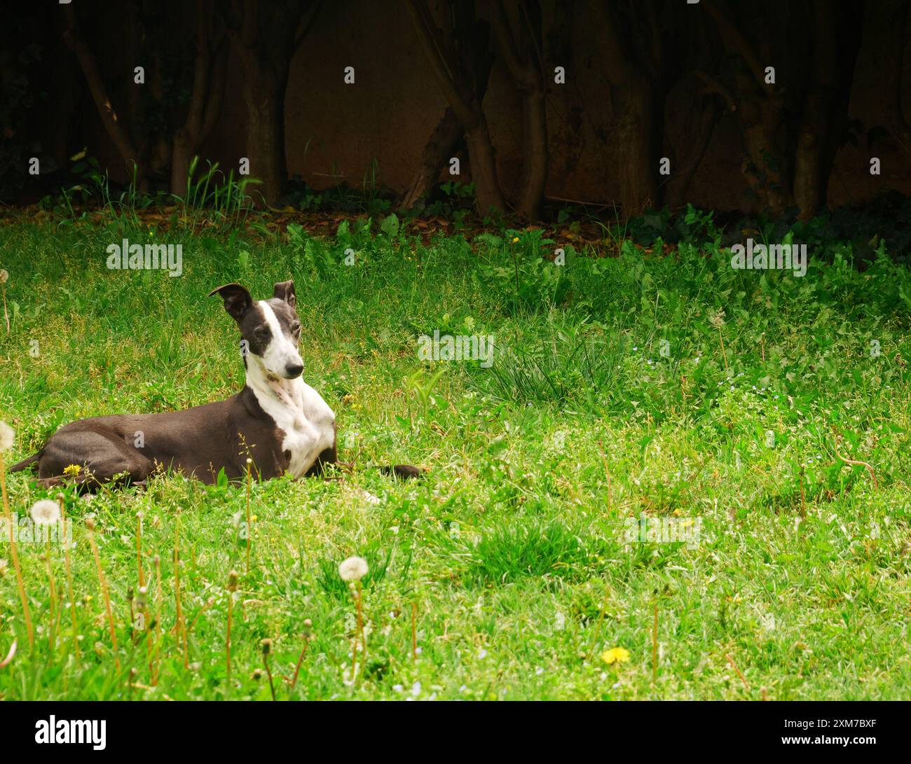 A beautiful purebred dog called greyhound Stock Photo - Alamy