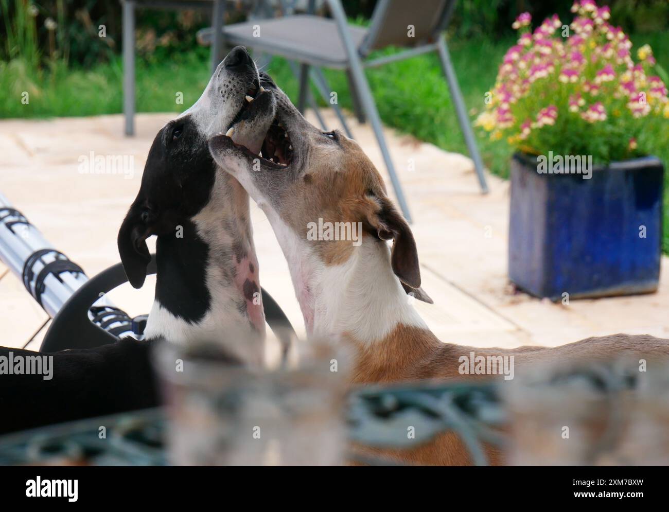 Portrait of two greyhounds hi-res stock photography and images - Alamy