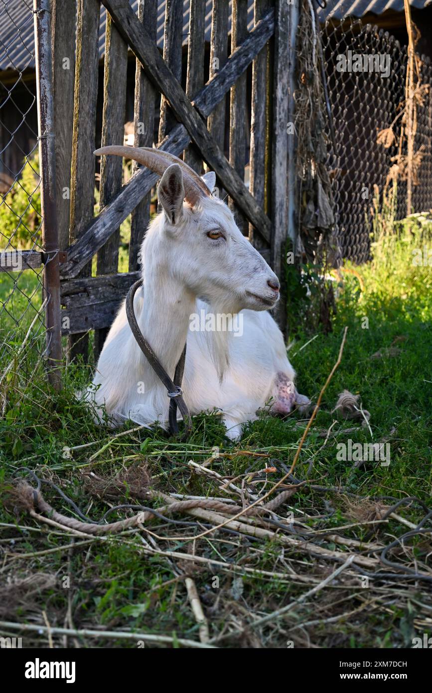 a goat with a rope around its neck is sitting in the grass Stock Photo ...