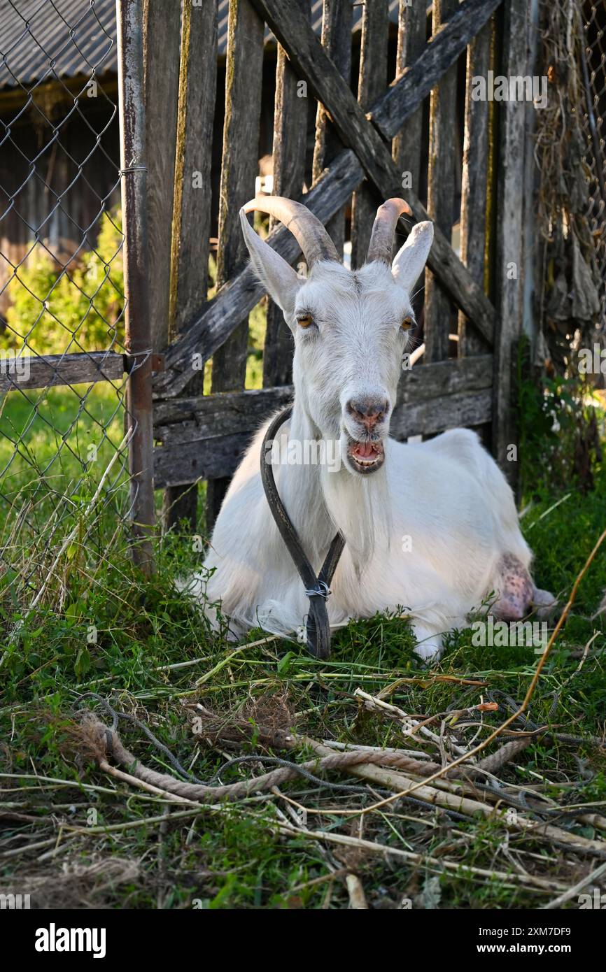 a goat with a harness on sitting in the grass Stock Photo - Alamy