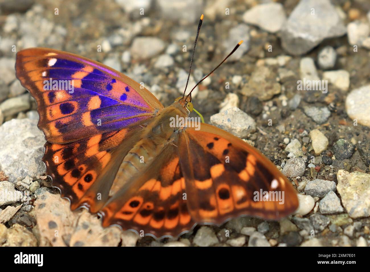 Macro photo of butterfly in nature Stock Photo - Alamy