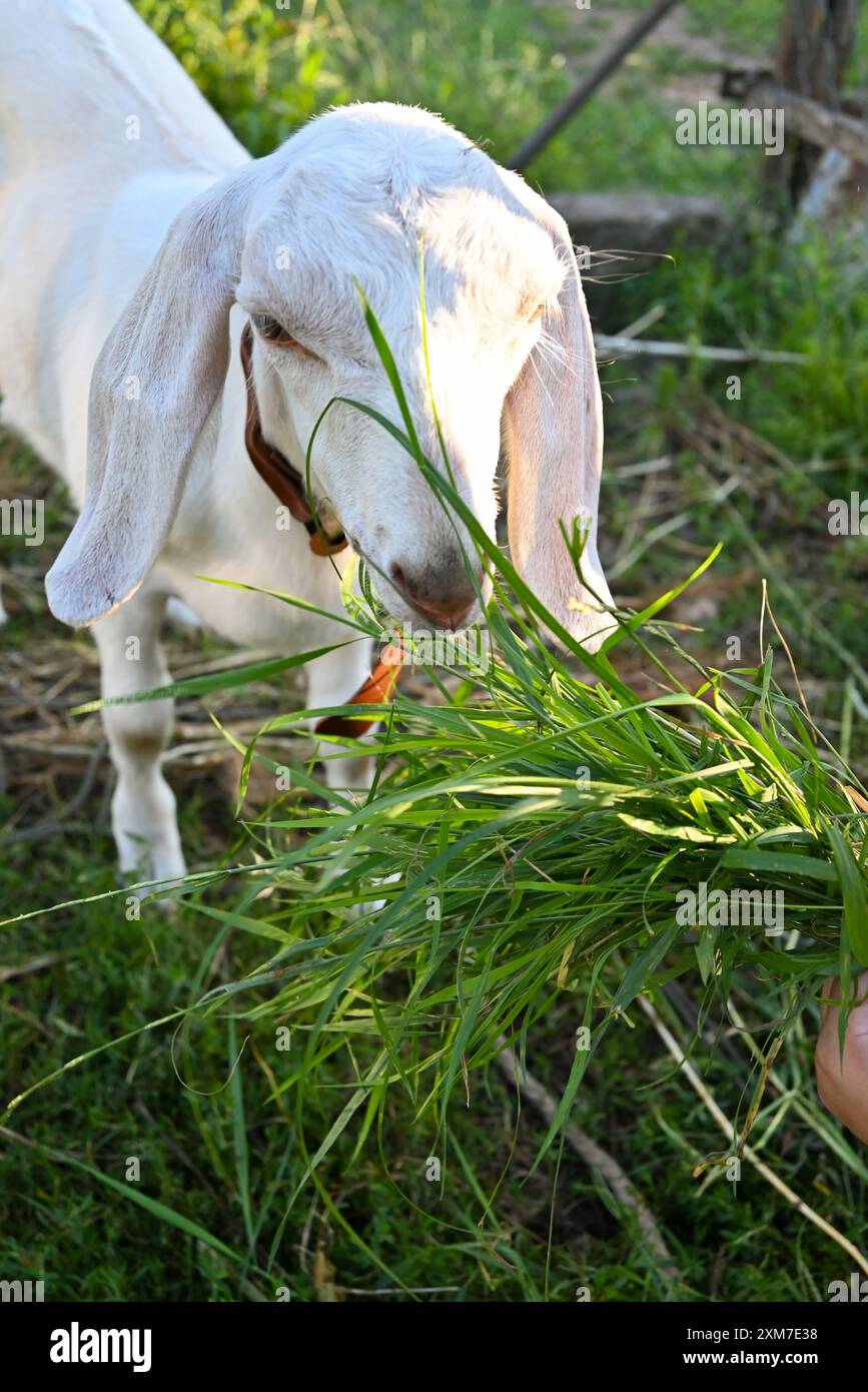 Horned goat eating fresh grass hi-res stock photography and images - Alamy