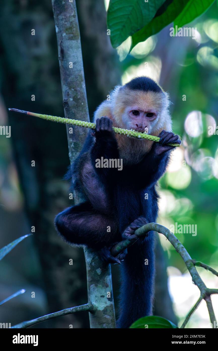 The White-Faced Monkey, also known as the Capuchin Monkey, is found in ...
