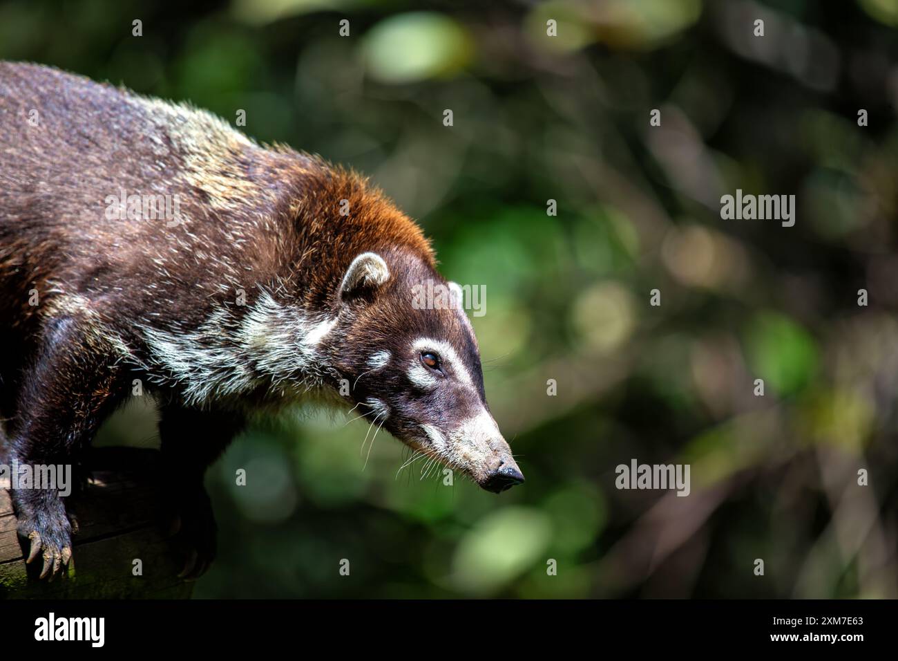 Distinctive white facial markings hi-res stock photography and images ...