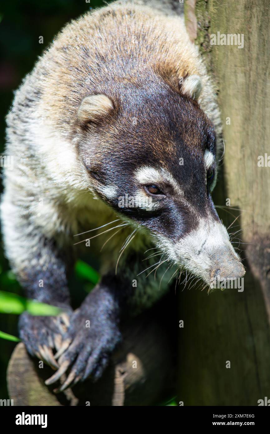 Distinctive white facial markings hi-res stock photography and images ...