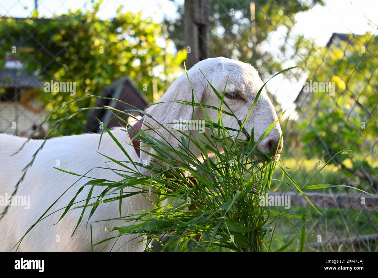 a goat with a long neck is eating grass in front of a fence Stock Photo ...