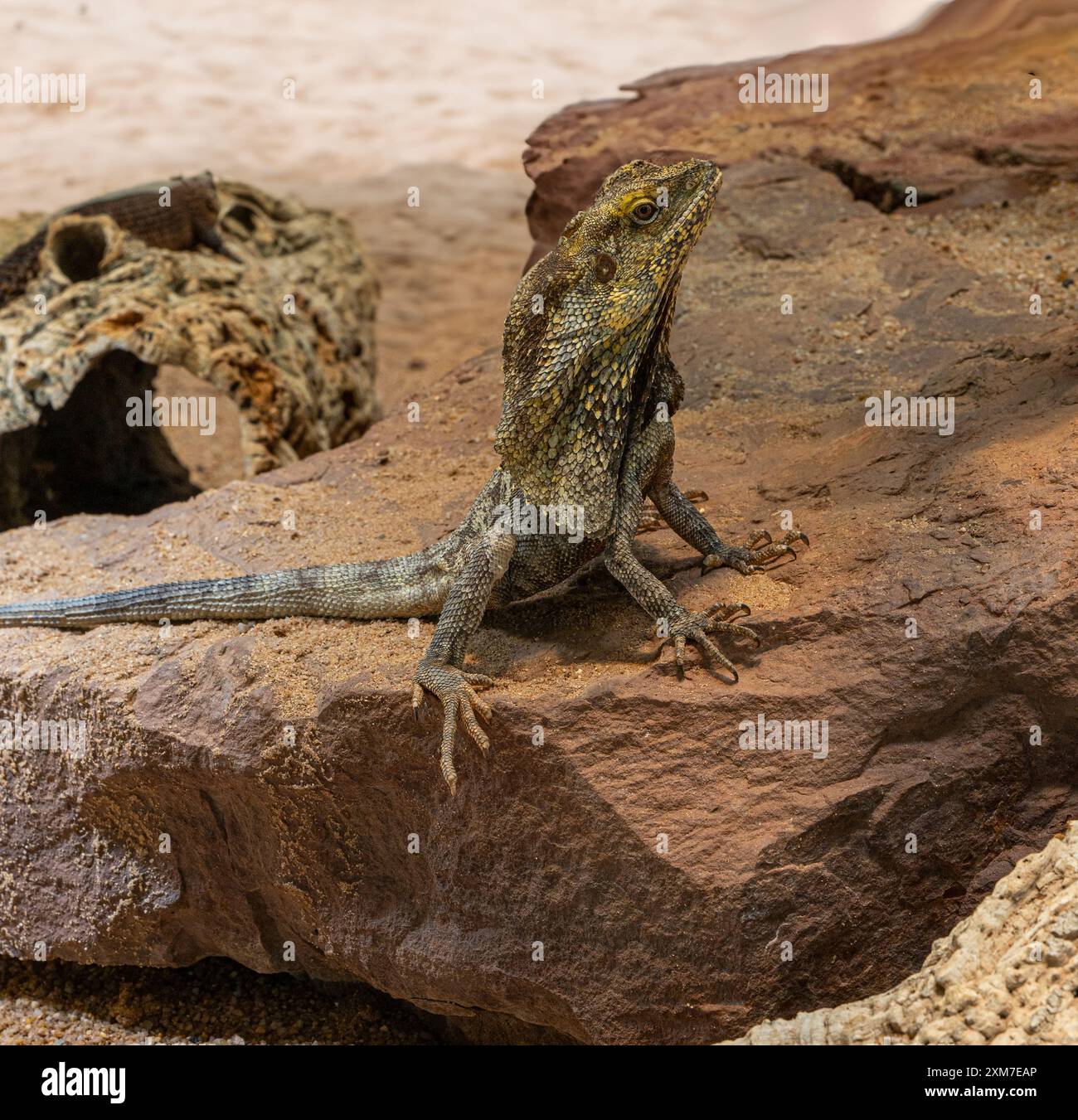 Rilled lizard hi-res stock photography and images - Alamy