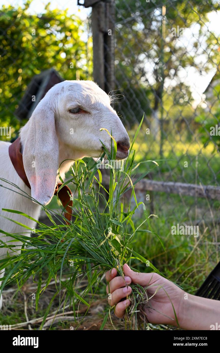 a goat is eating grass in front of a fence Stock Photo - Alamy