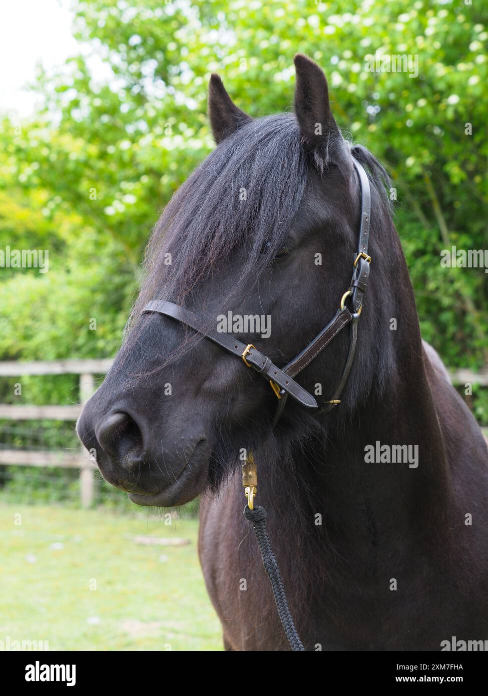 A headshot of a rare breed Dales pony Stock Photo - Alamy