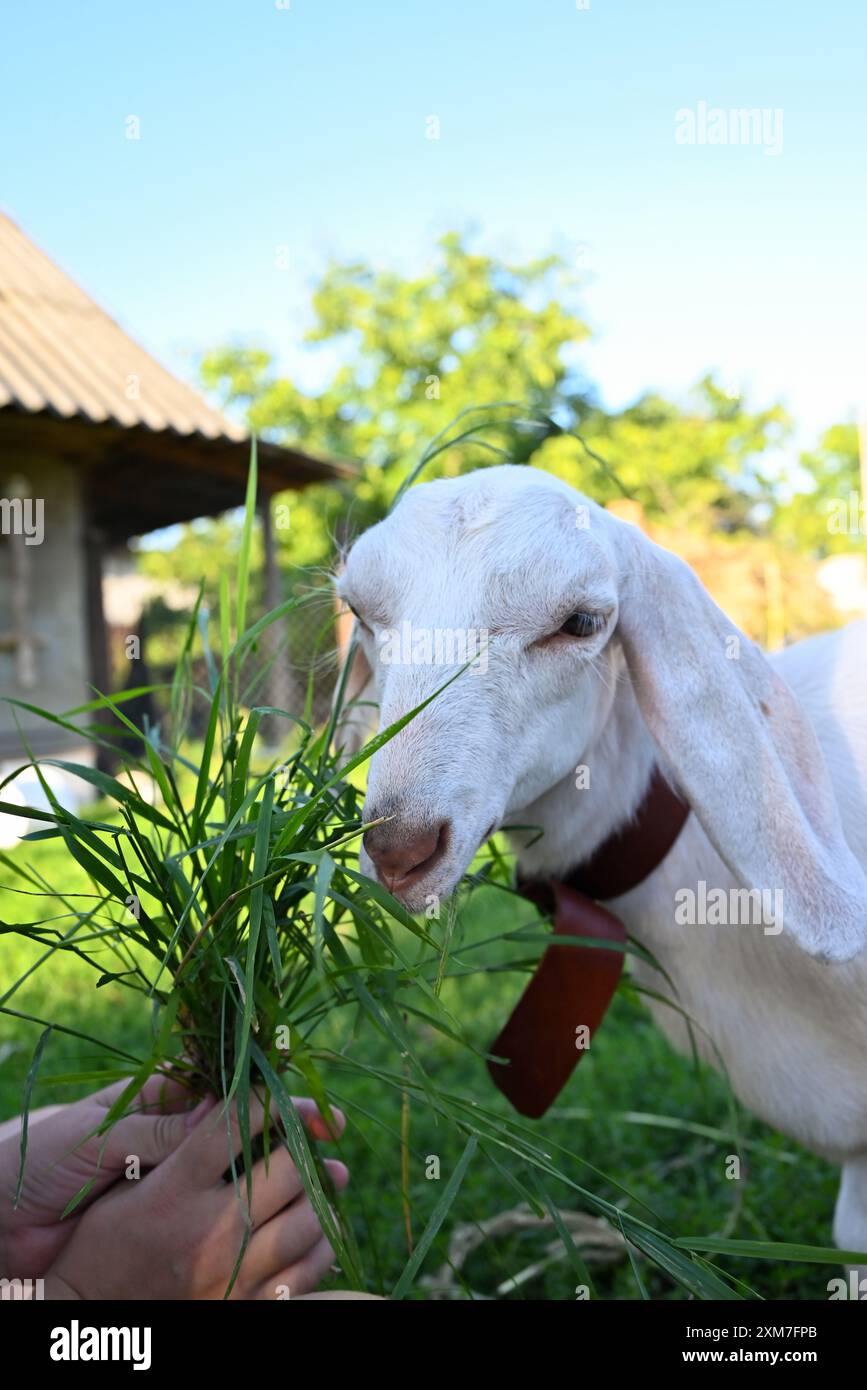 a goat eating grass in front of a house Stock Photo - Alamy